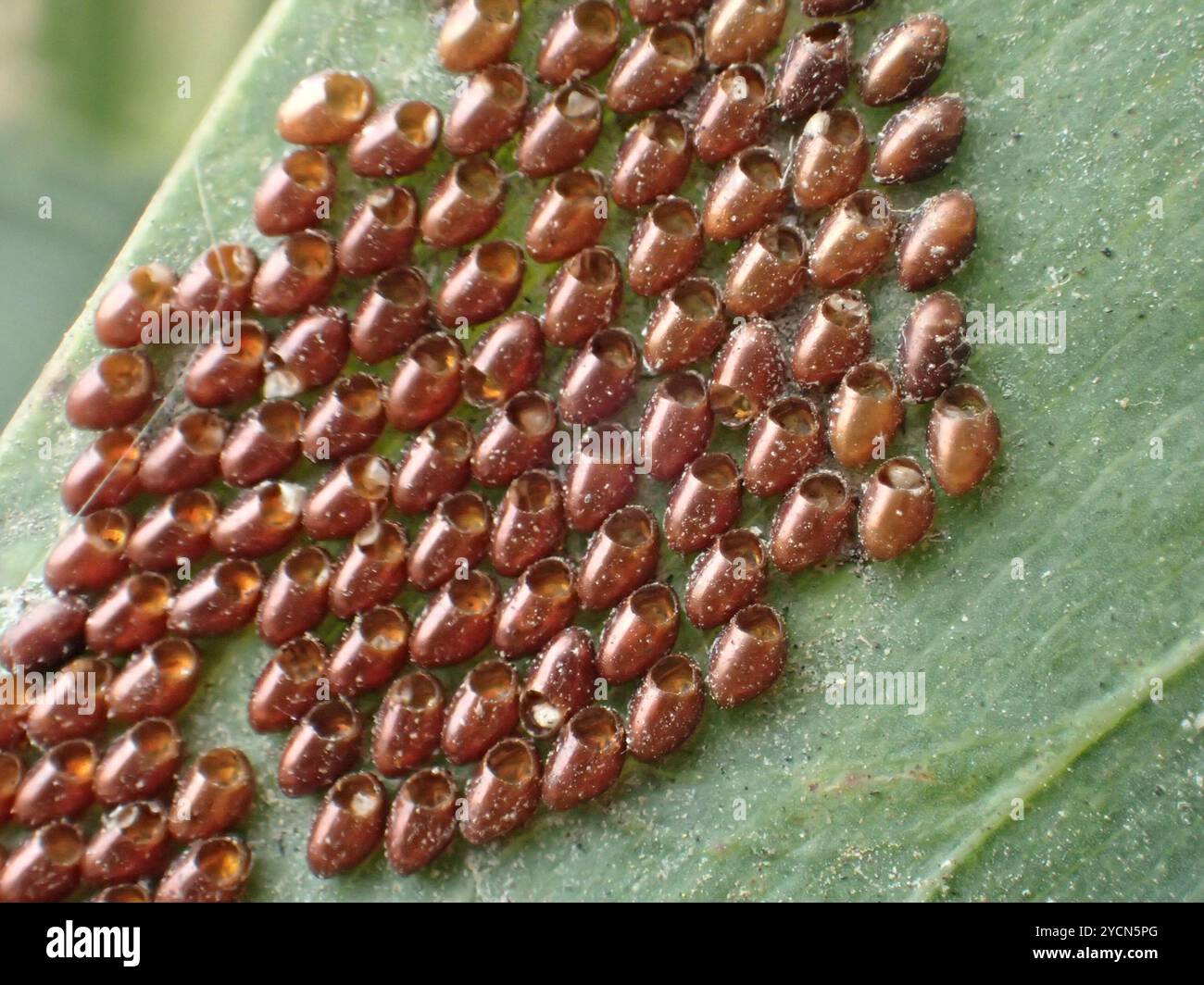 Leaf-footed Bugs and Allies (Coreoidea) Insecta Stock Photo - Alamy
