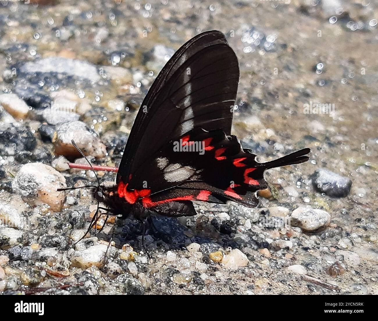 Mimoides lysithous hi-res stock photography and images - Alamy