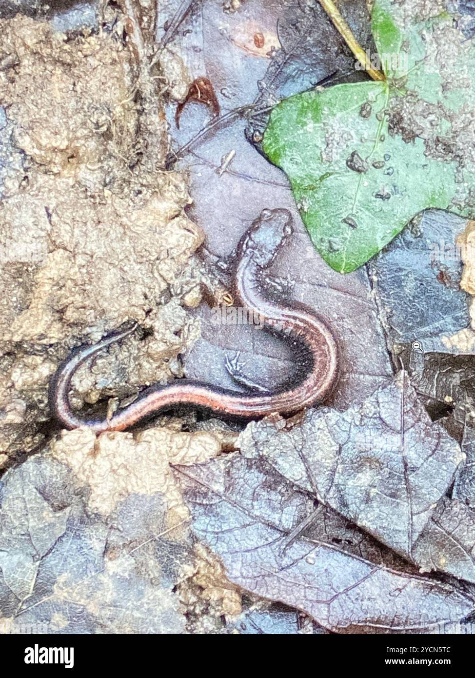 Southern Red-backed Salamander (Plethodon serratus) Amphibia Stock ...