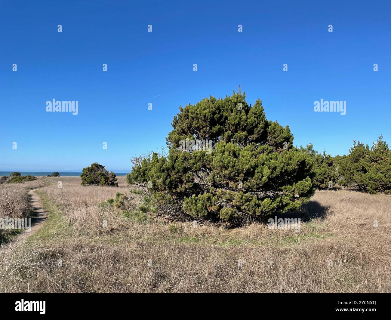 Shore Pine (Pinus contorta contorta) Plantae Stock Photo - Alamy