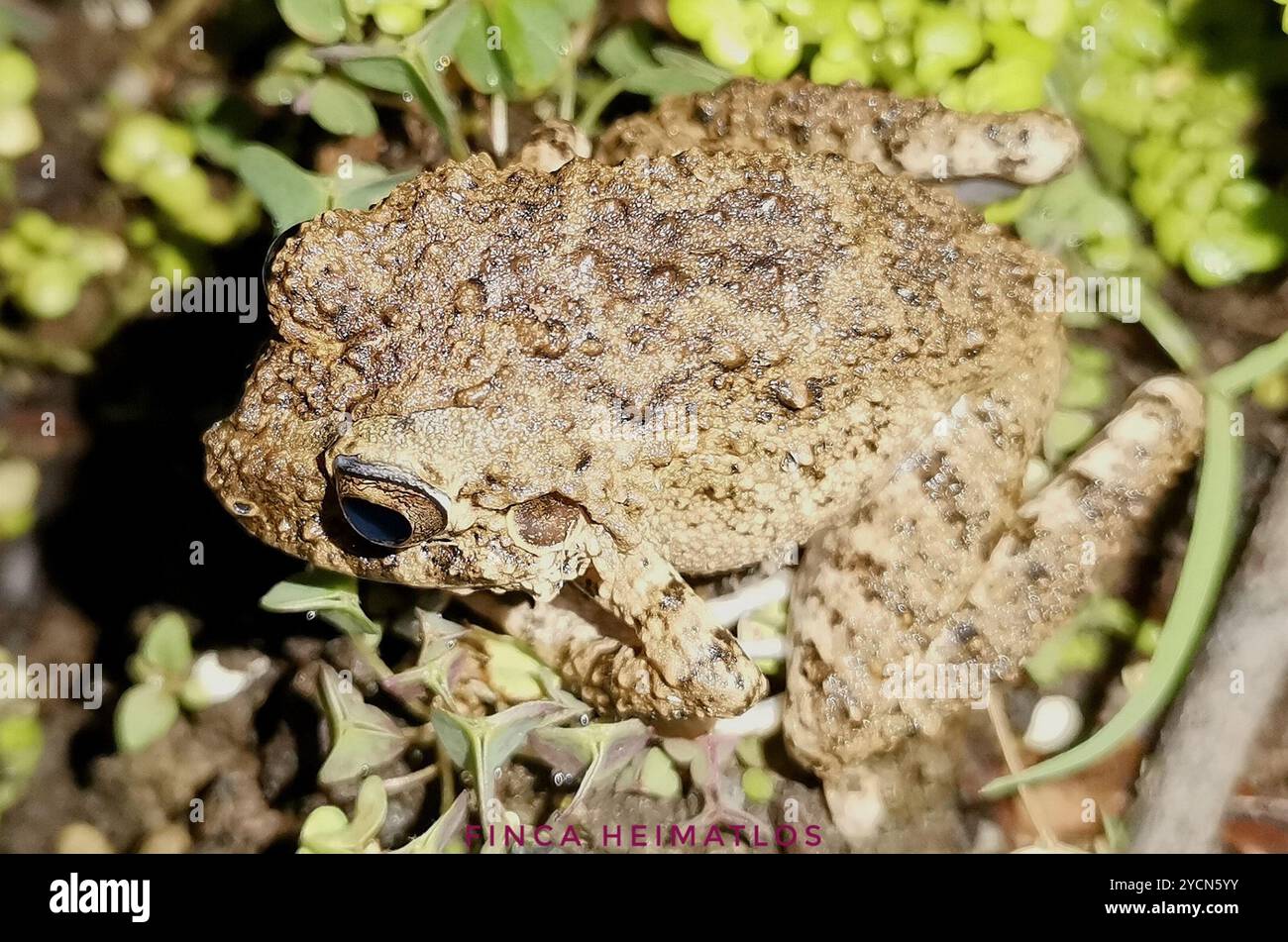 Common Big-headed Frog (Oreobates quixensis) Amphibia Stock Photo - Alamy