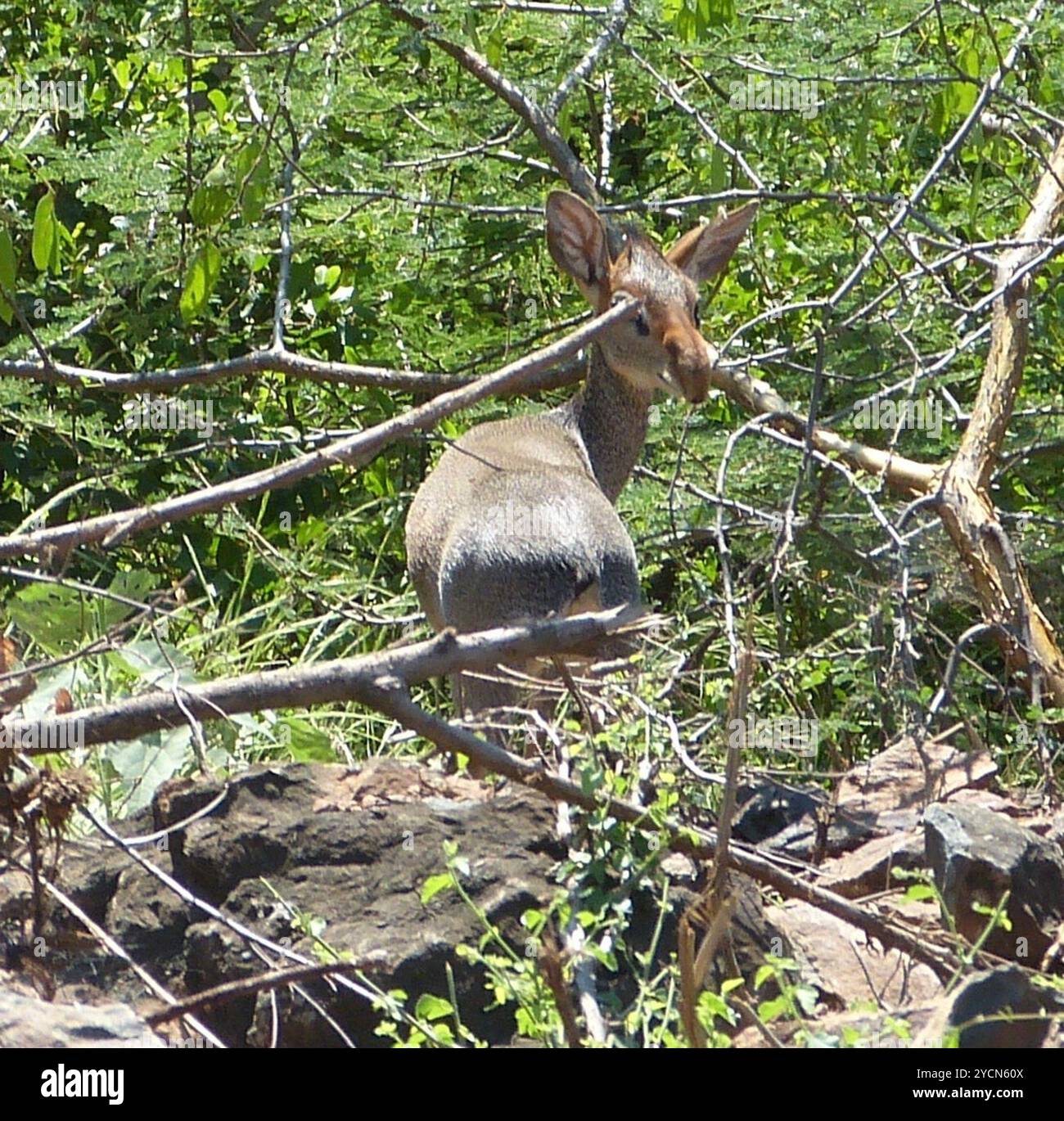 Smith's Dik-dik (Madoqua guentheri smithii) Mammalia Stock Photo - Alamy