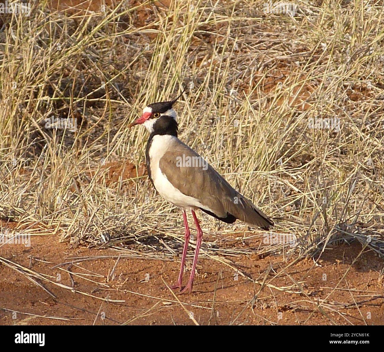 Black-headed Lapwing (Vanellus tectus) Aves Stock Photo - Alamy