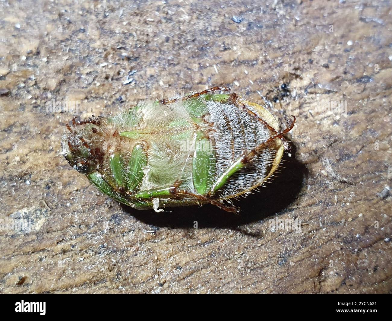 Tanguru chafer (Stethaspis suturalis) Insecta Stock Photo - Alamy