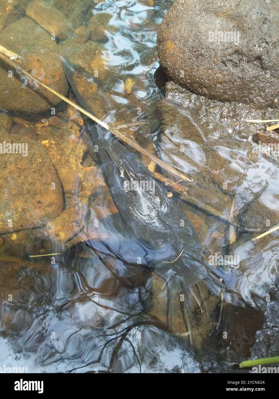 Freshwater Catfish (Tandanus tandanus) Actinopterygii Stock Photo - Alamy