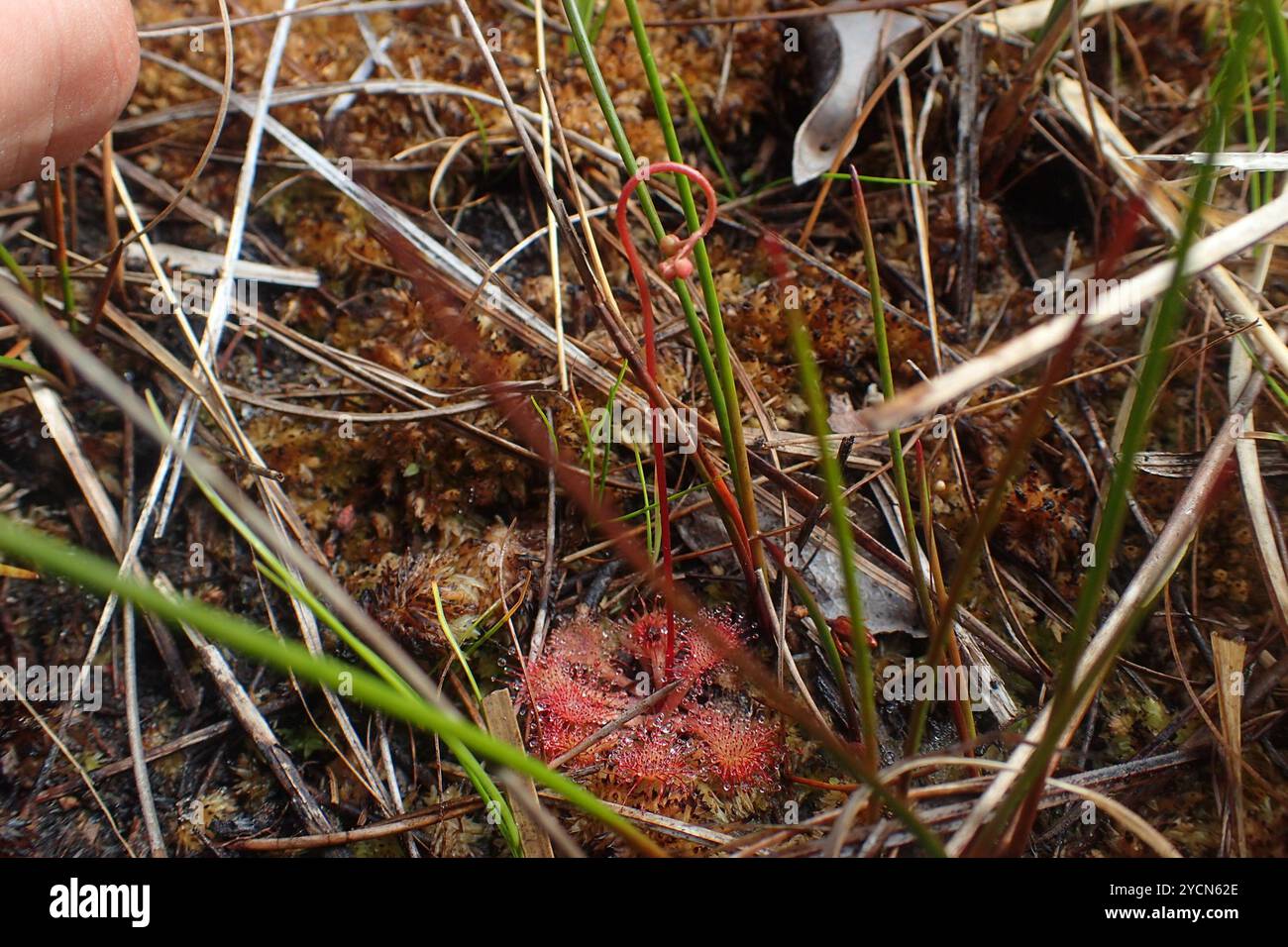 Pink Sundew (Drosera capillaris) Plantae Stock Photo - Alamy