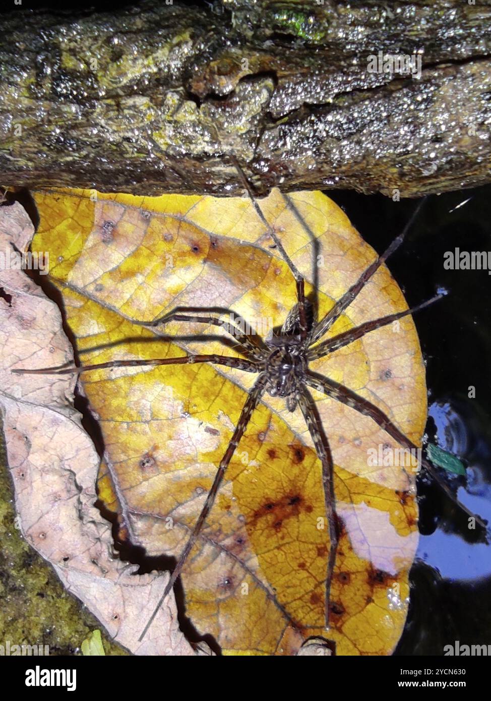 trechaleid spiders (Trechaleidae) Arachnida Stock Photo - Alamy