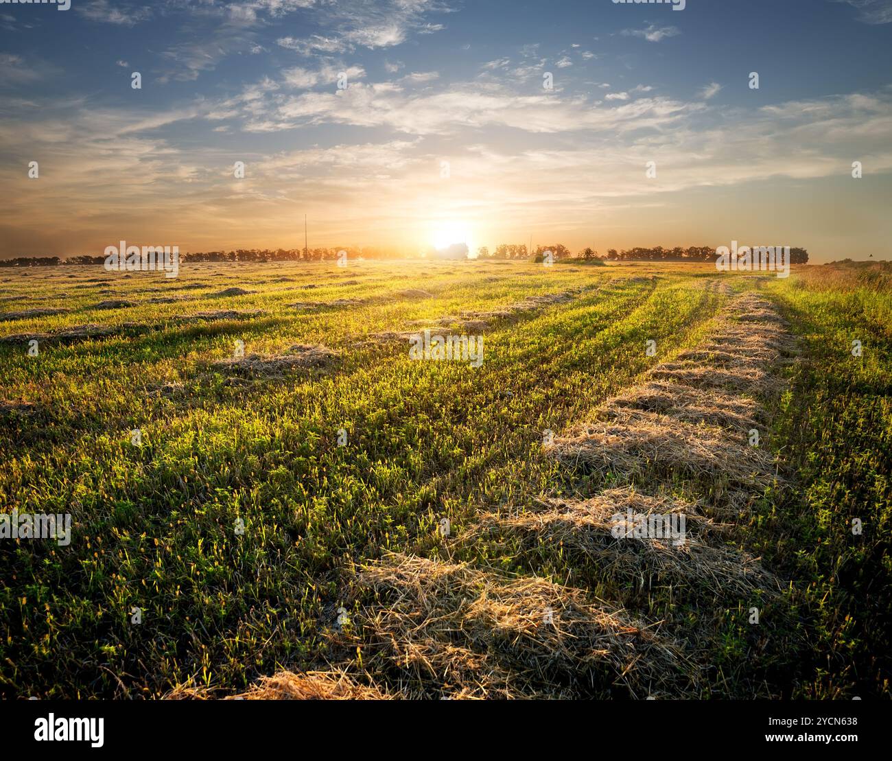 Field grass sky forest hi-res stock photography and images - Alamy