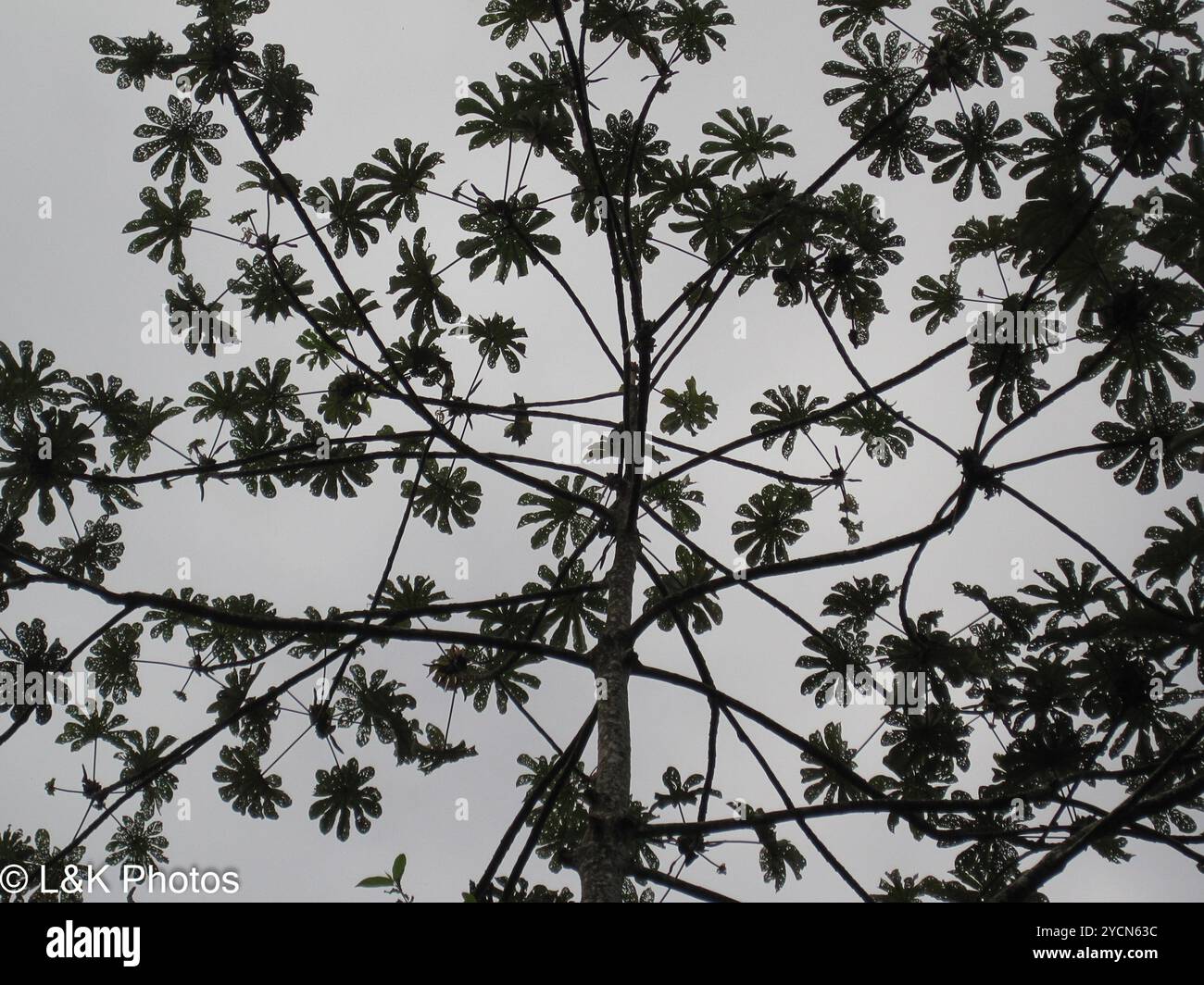 trumpet-tree (Cecropia obtusifolia) Plantae Stock Photo - Alamy
