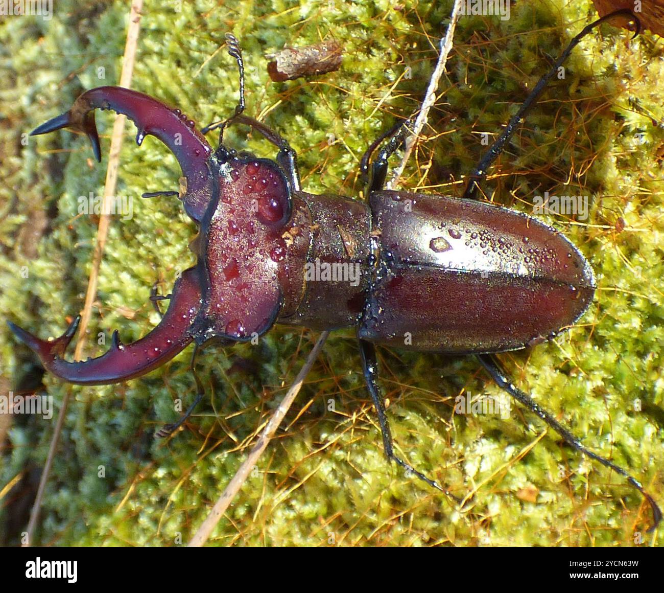 Giant Stag Beetle (Lucanus elaphus) Insecta Stock Photo - Alamy