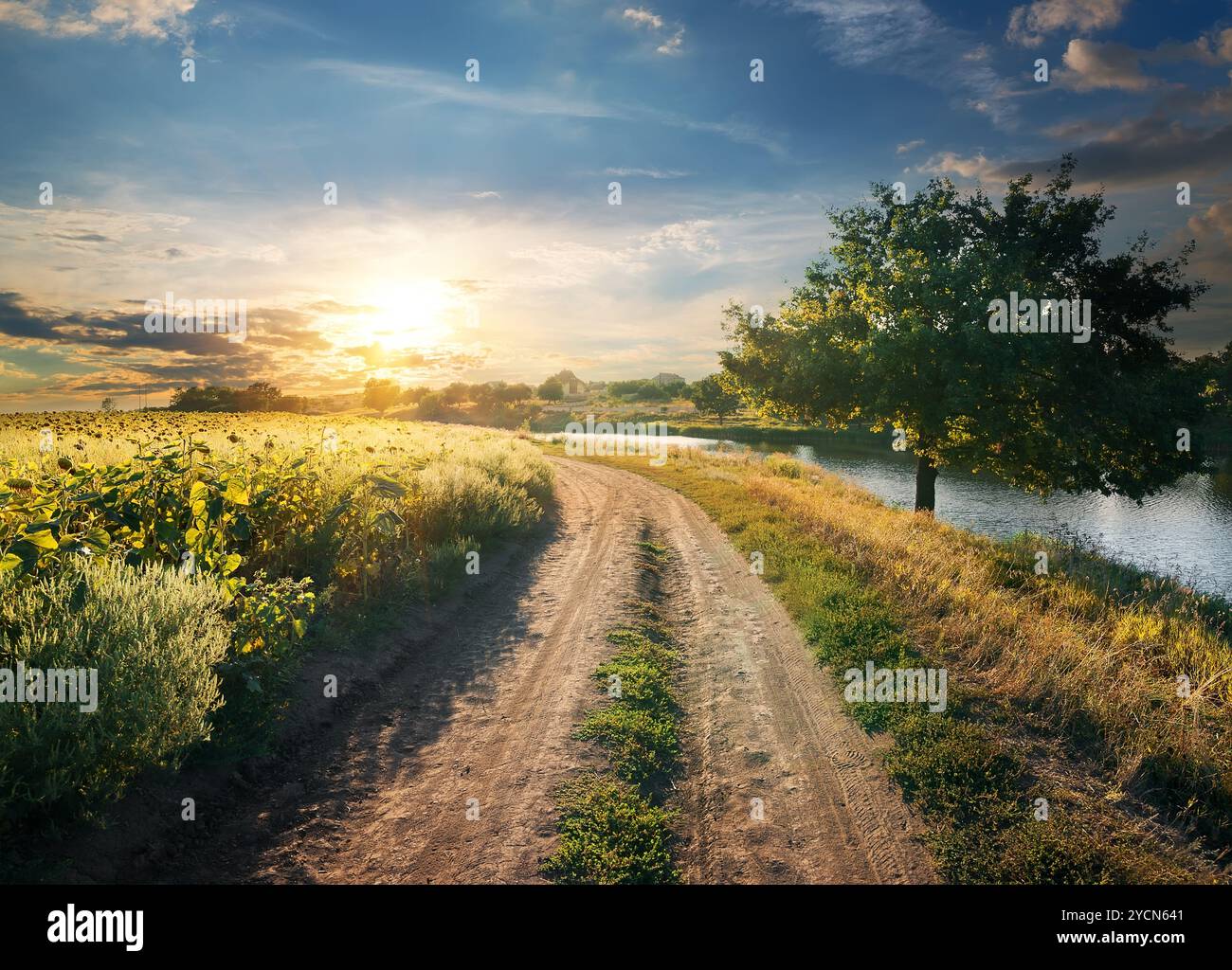 Field of sunflowers near river Stock Photo - Alamy