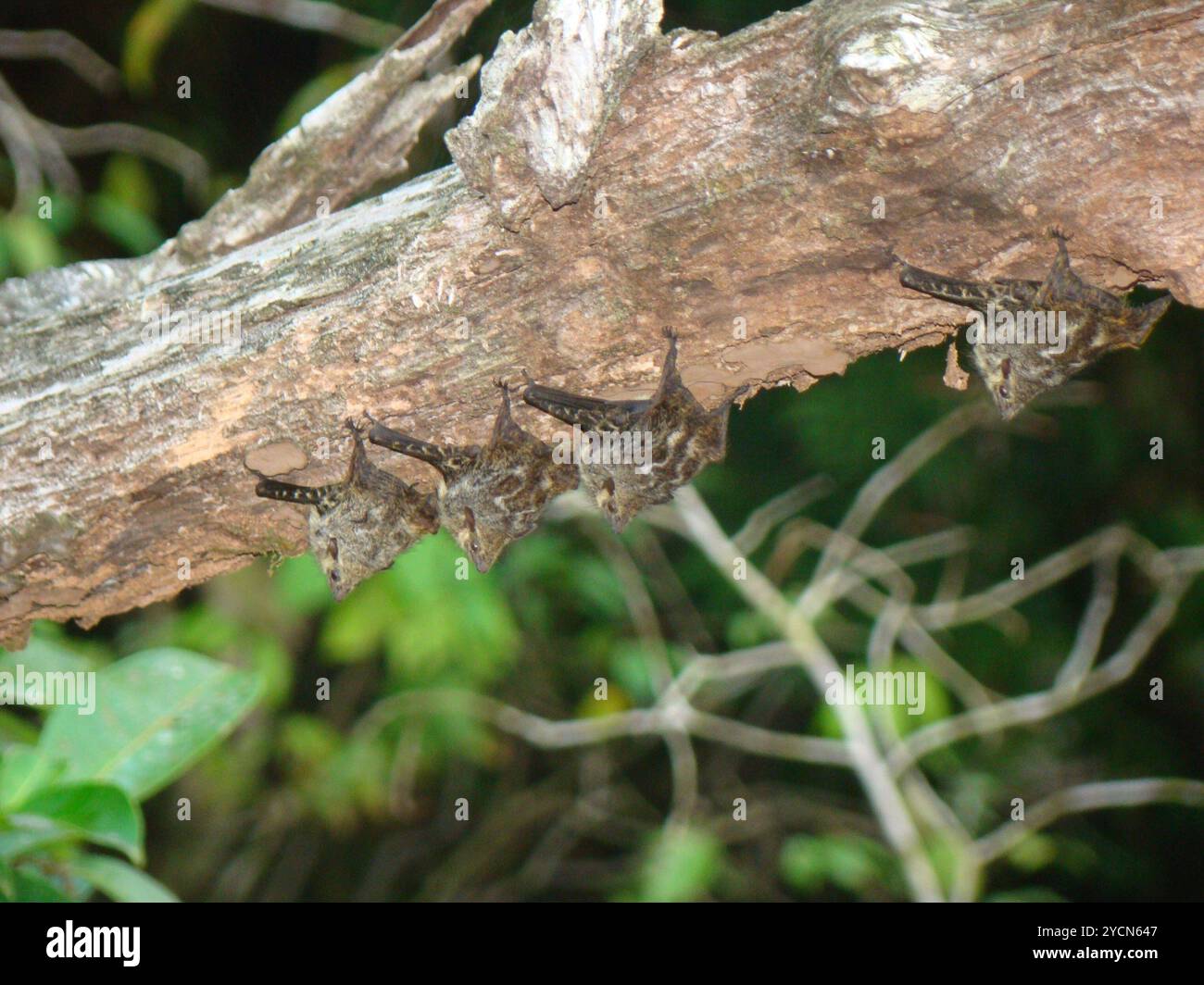 Proboscis Bat (Rhynchonycteris naso) Mammalia Stock Photo - Alamy
