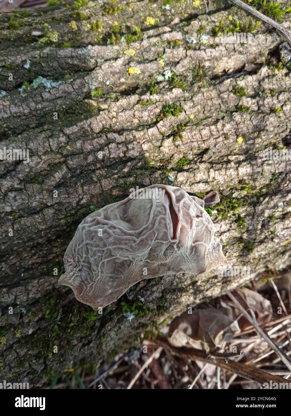Jelly Ear (Auricularia auricula-judae) Fungi Stock Photo - Alamy