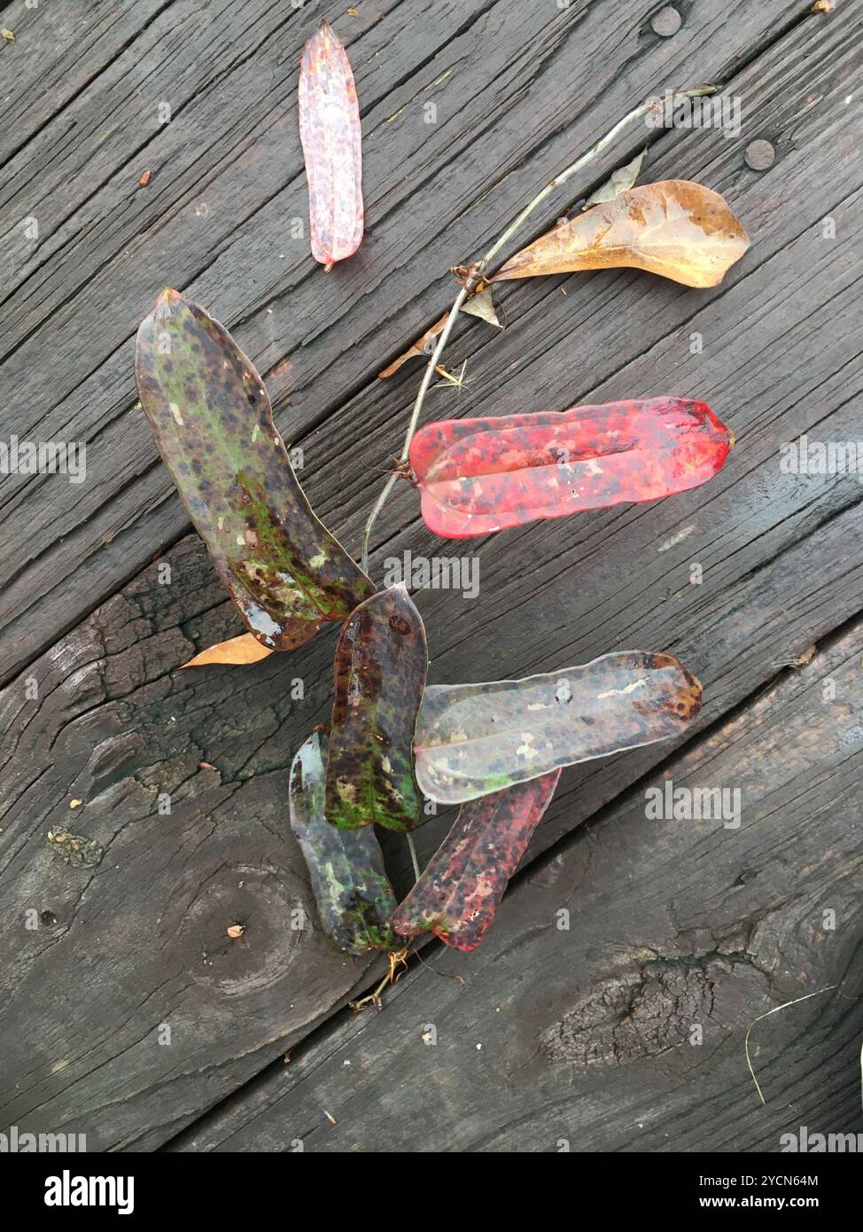 sawbrier (Smilax glauca) Plantae Stock Photo - Alamy