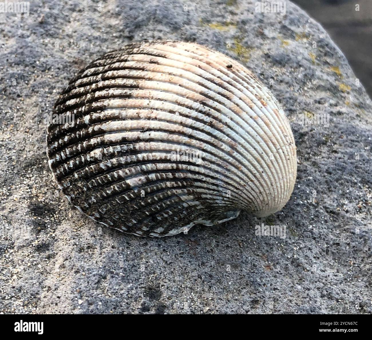 Nuttall's Cockle (Clinocardium nuttallii) Mollusca Stock Photo - Alamy