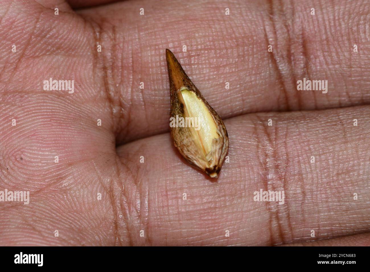 porcupine flower (Barleria prionitis) Plantae Stock Photo - Alamy