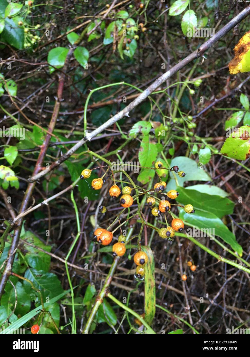 multiflora rose (Rosa multiflora) Plantae Stock Photo - Alamy