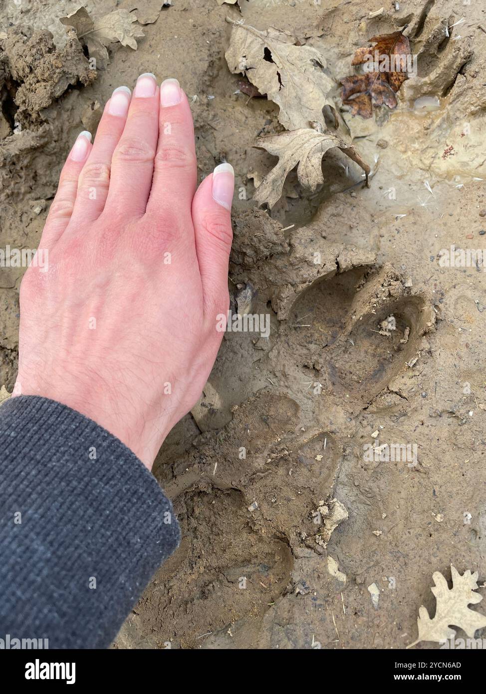 Eurasian Wild Pig (Sus scrofa) Mammalia Stock Photo - Alamy