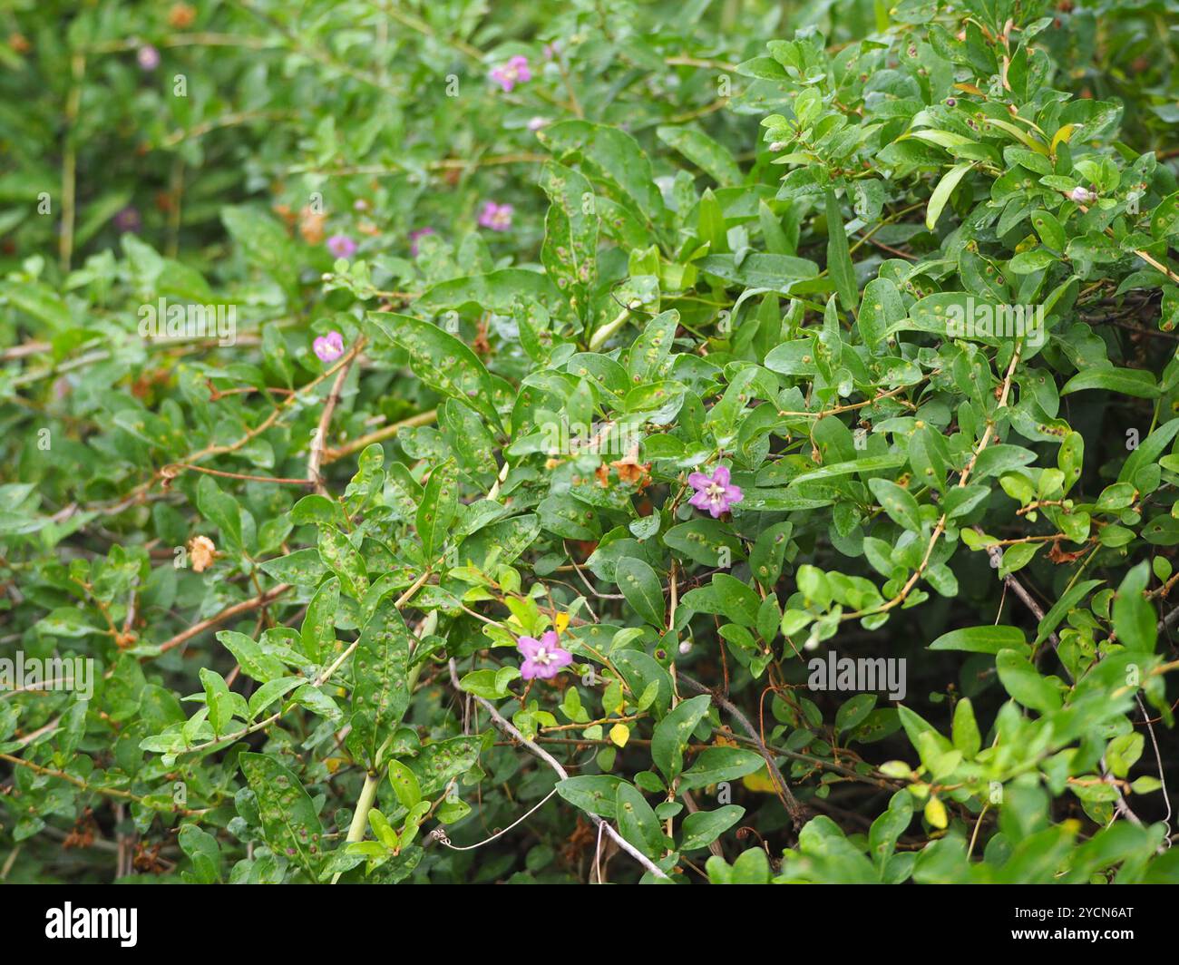 Chinese teaplant (Lycium chinense) Plantae Stock Photo - Alamy