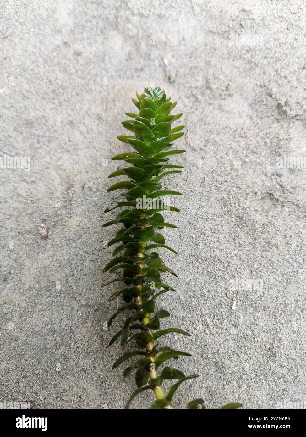 Canadian Waterweed (Elodea canadensis) Plantae Stock Photo - Alamy