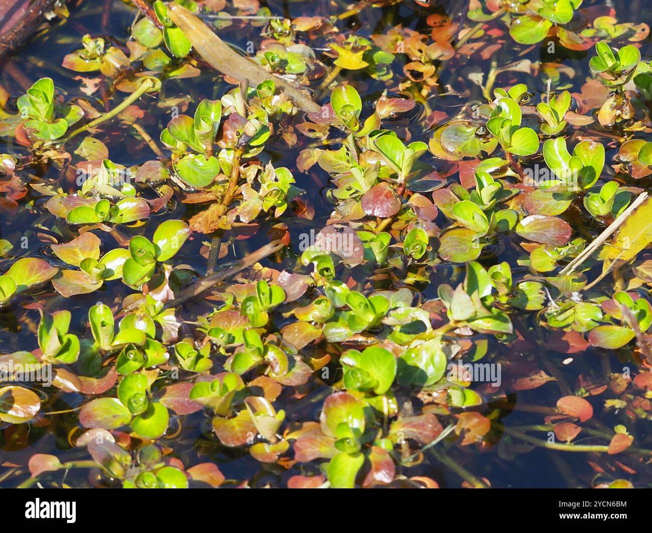 Rotala indica hi-res stock photography and images - Alamy