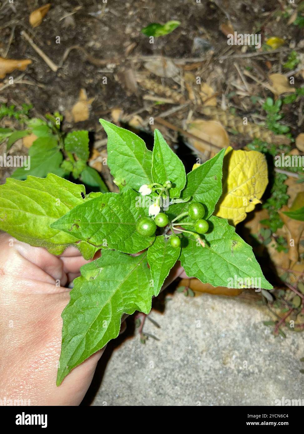 American black nightshade (Solanum americanum) Plantae Stock Photo - Alamy