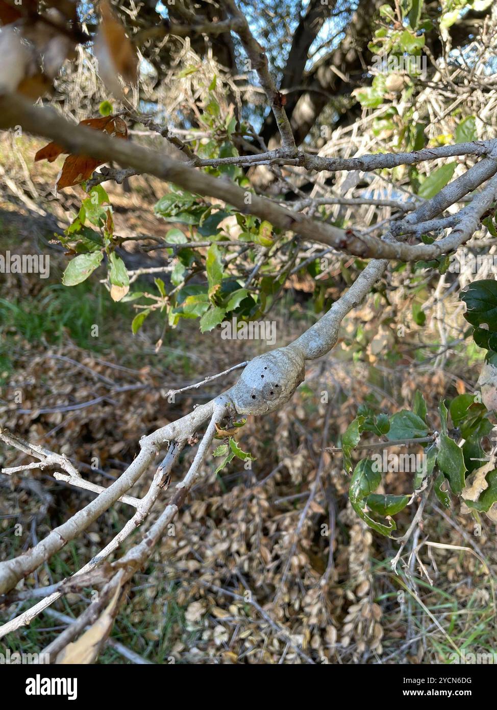 Gouty Stem Gall Wasp (Callirhytis quercussuttoni) Insecta Stock Photo ...