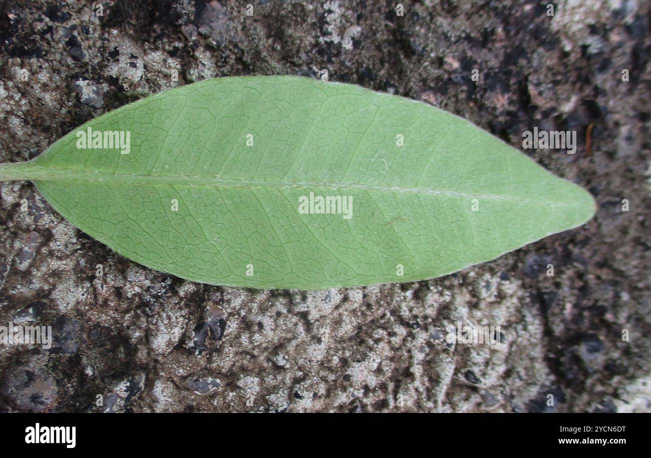 Common Wild Fig (Ficus burkei) Plantae Stock Photo - Alamy