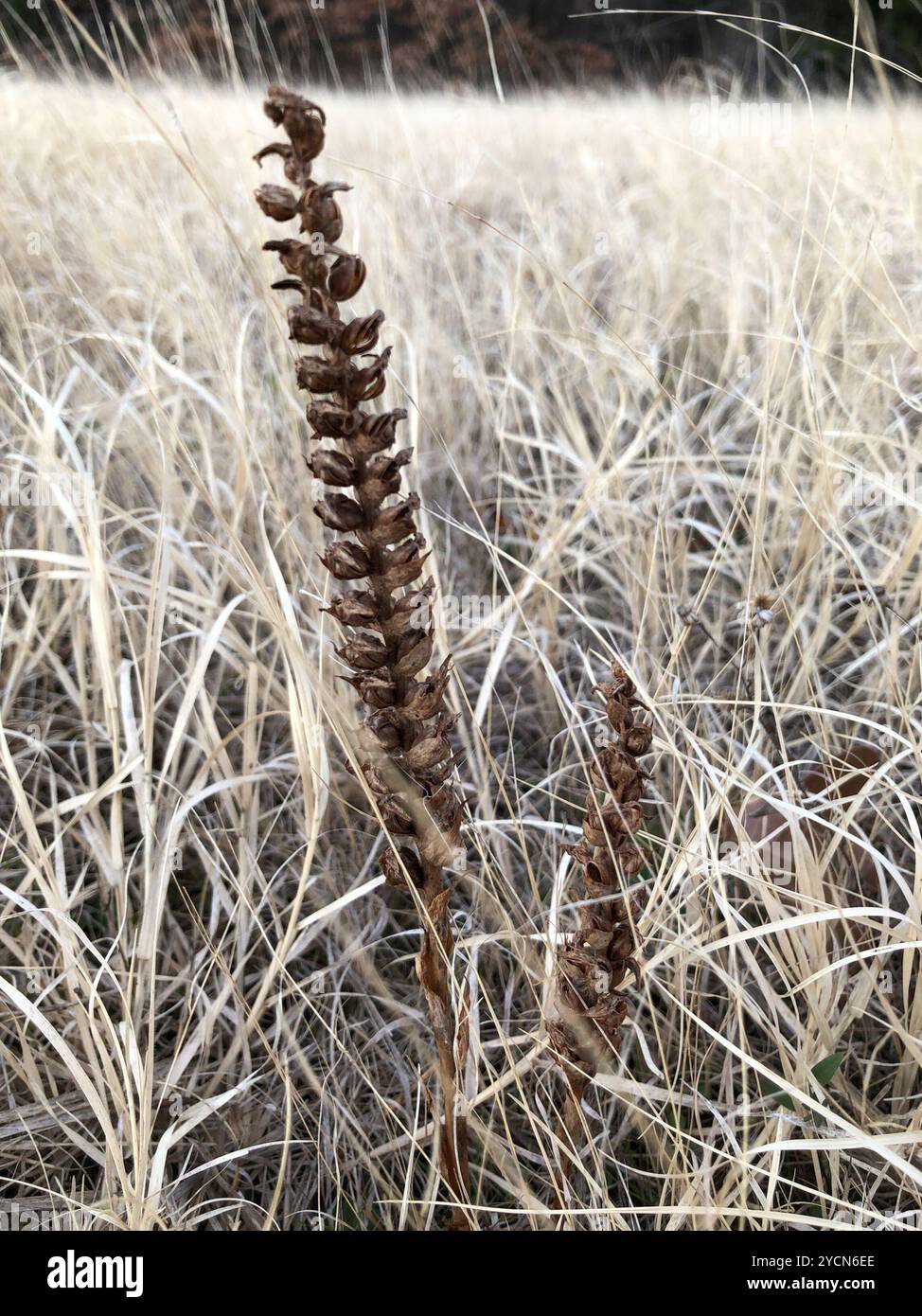 nodding ladies’ tresses (Spiranthes cernua) Plantae Stock Photo - Alamy