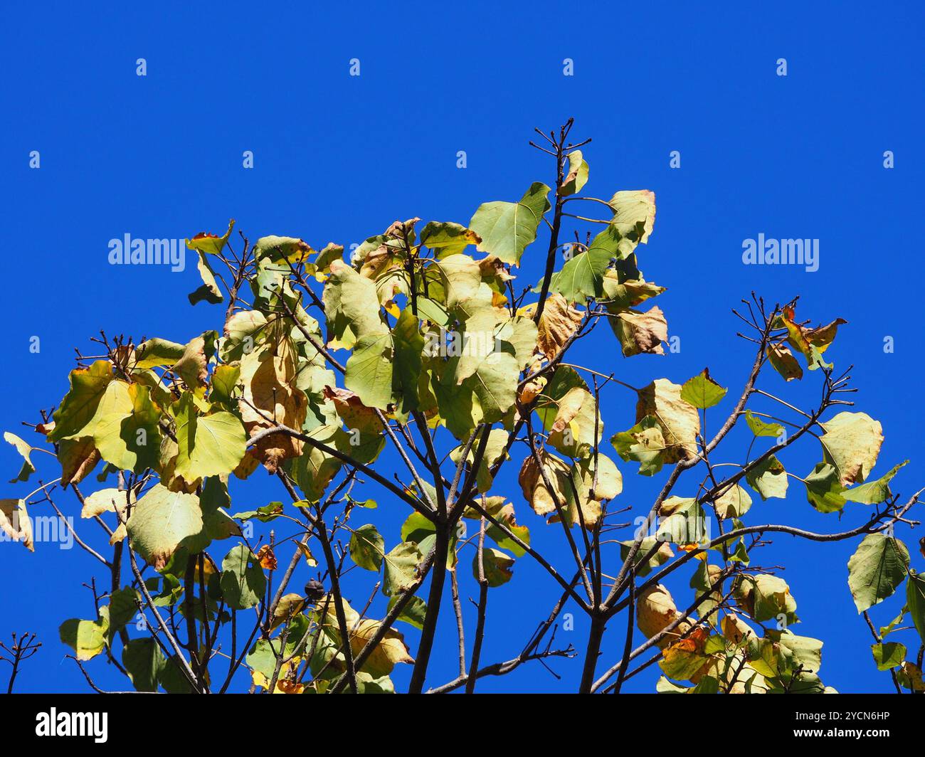 mu oil tree (Vernicia montana) Plantae Stock Photo - Alamy