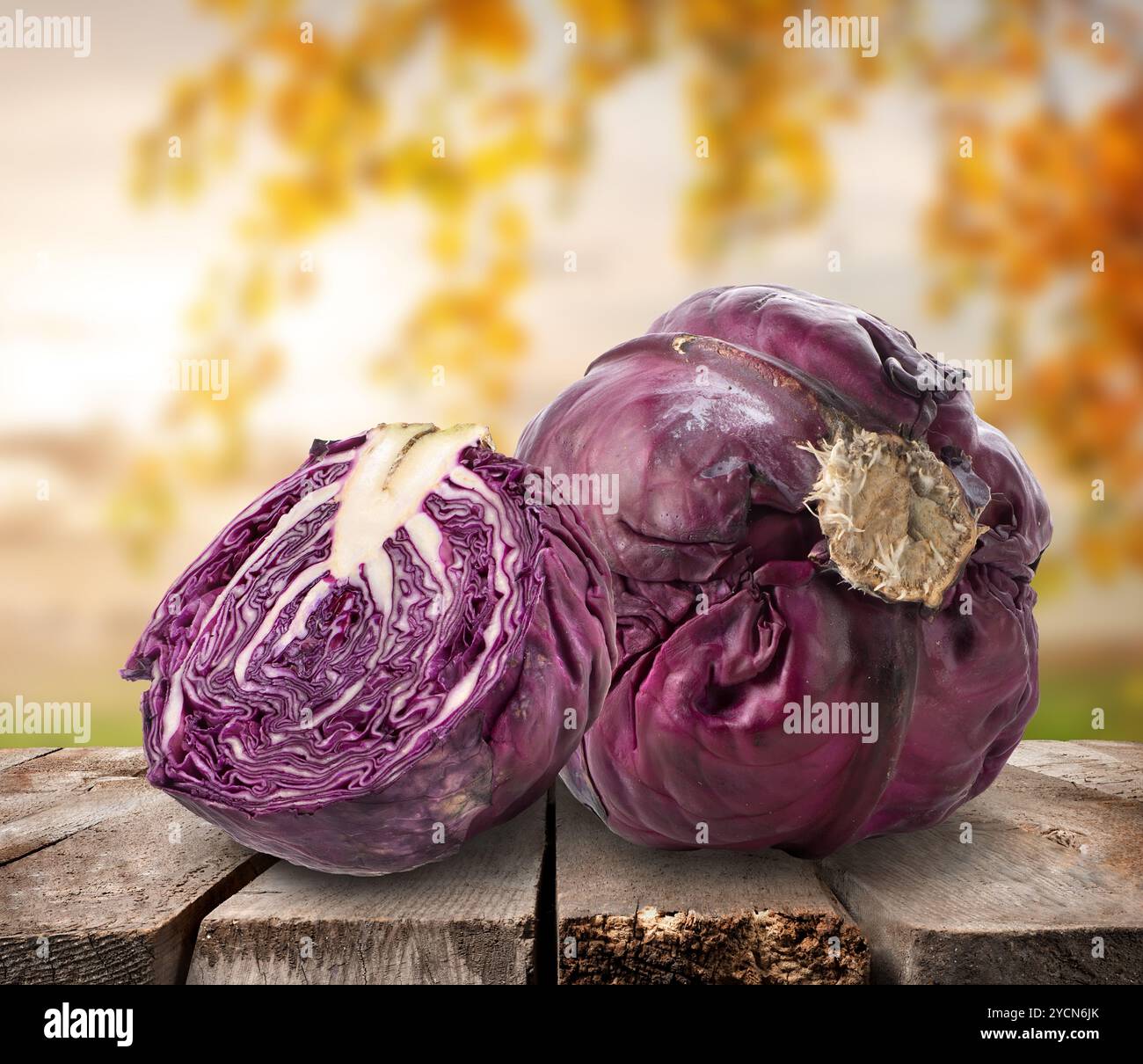 Cabbage plant edible circle hi-res stock photography and images - Alamy