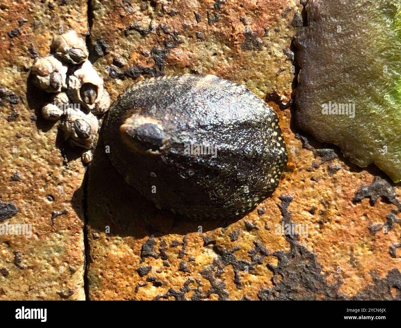 File Limpet (Lottia limatula) Mollusca Stock Photo - Alamy