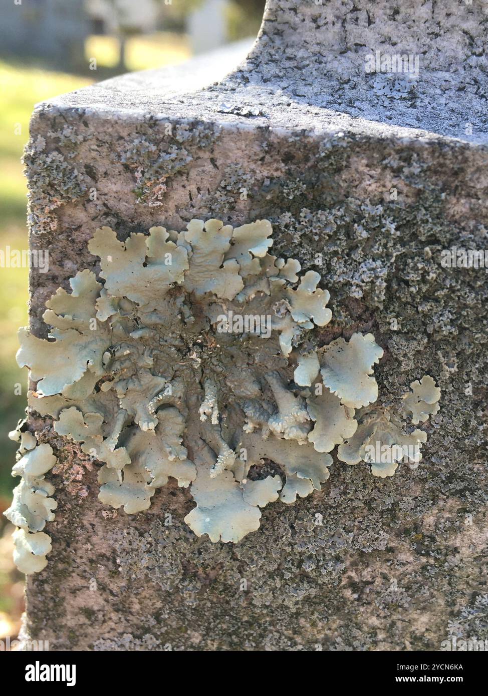 typical shield lichens (Parmelioideae) Fungi Stock Photo - Alamy