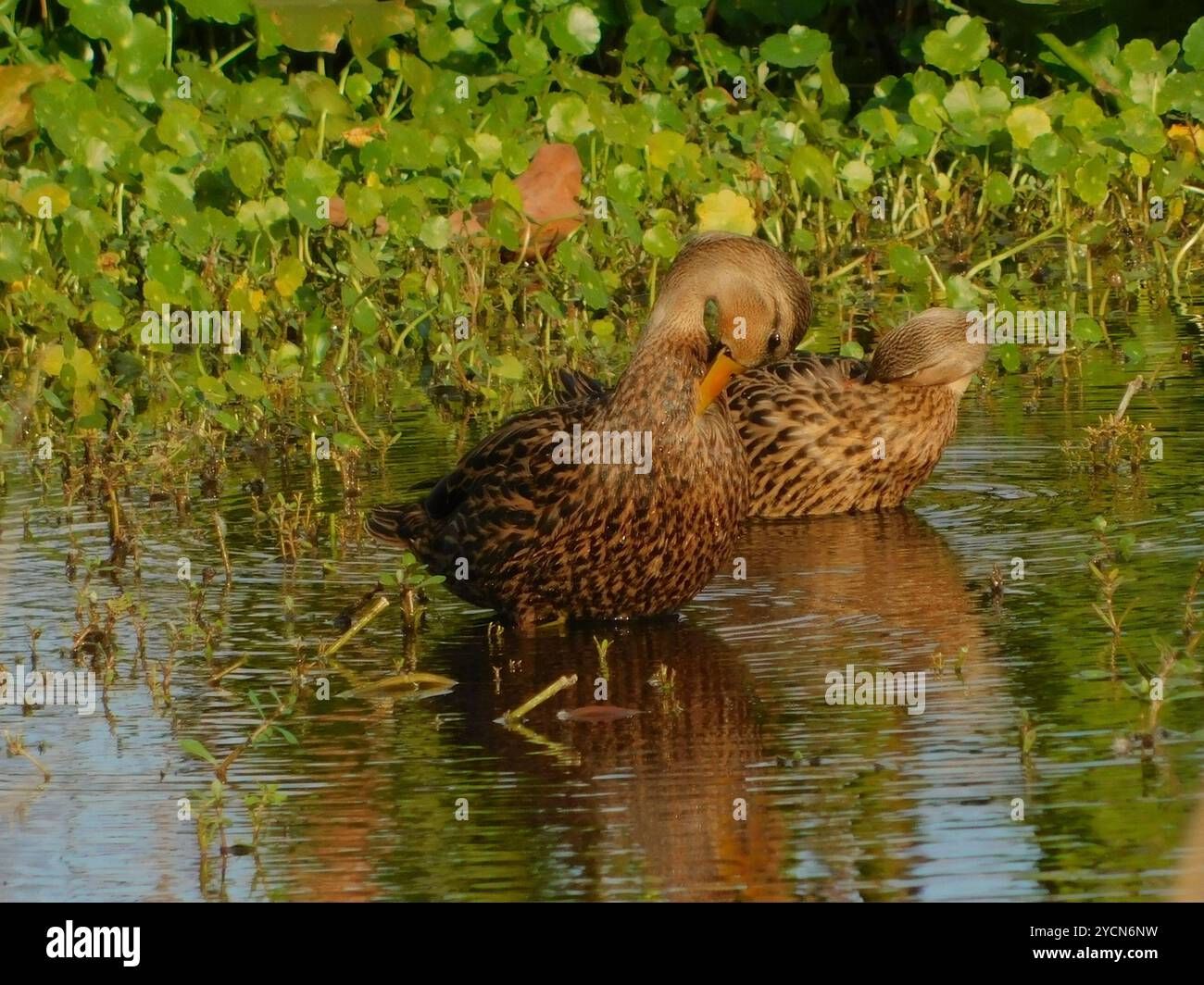 Mottled Duck (Anas fulvigula) Aves Stock Photo - Alamy