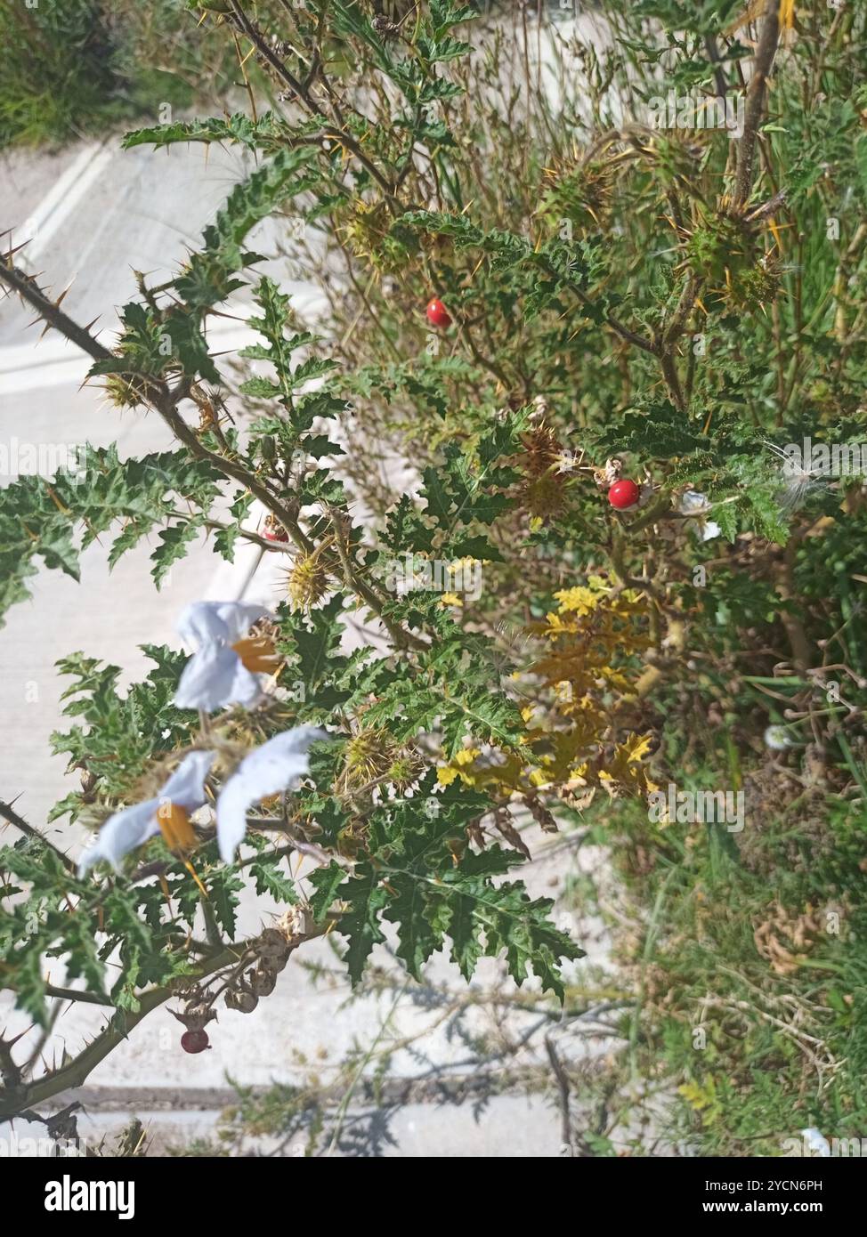 Red Buffalo-bur (Solanum sisymbriifolium) Plantae Stock Photo - Alamy