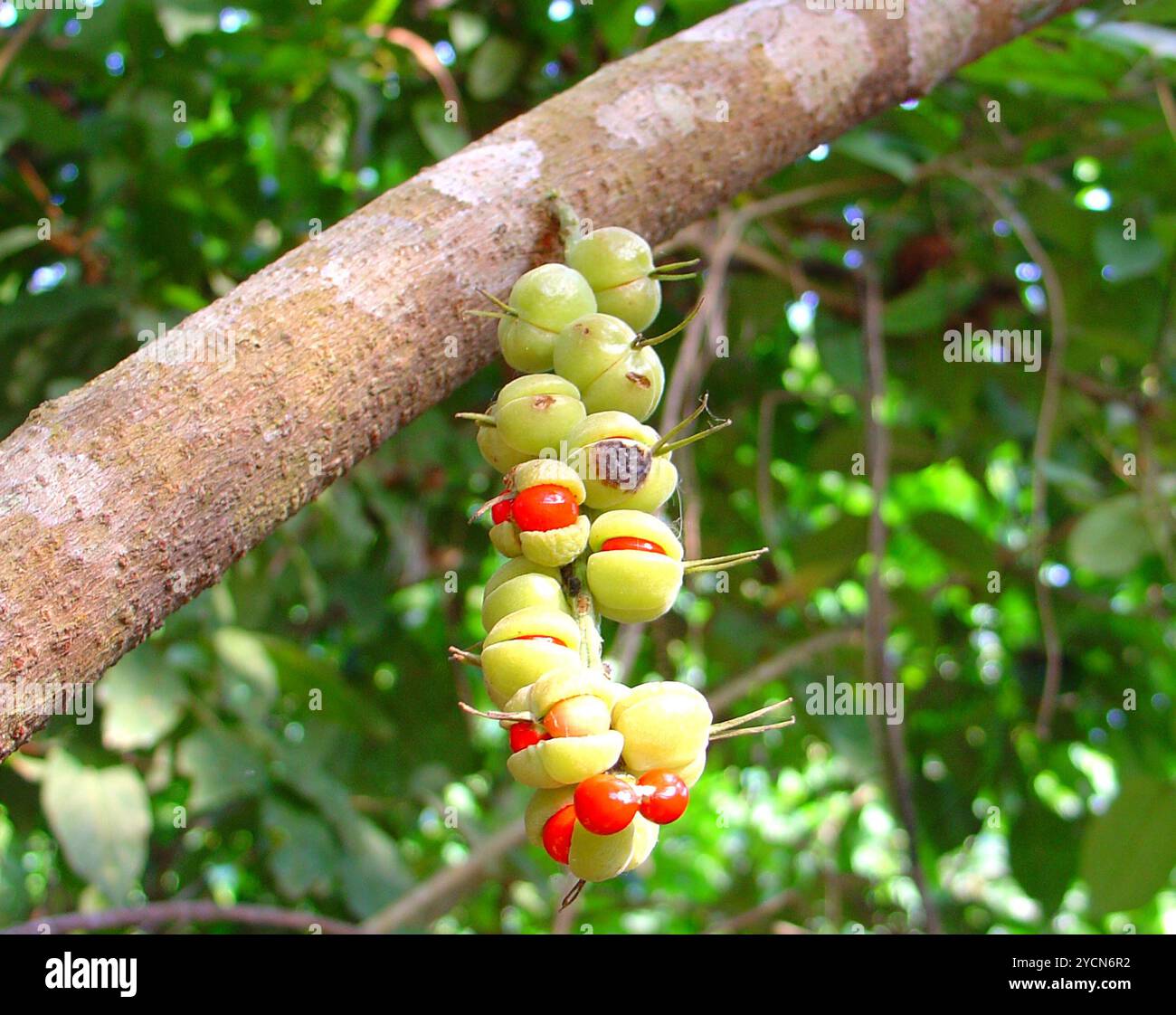 Alchornea hi-res stock photography and images - Alamy