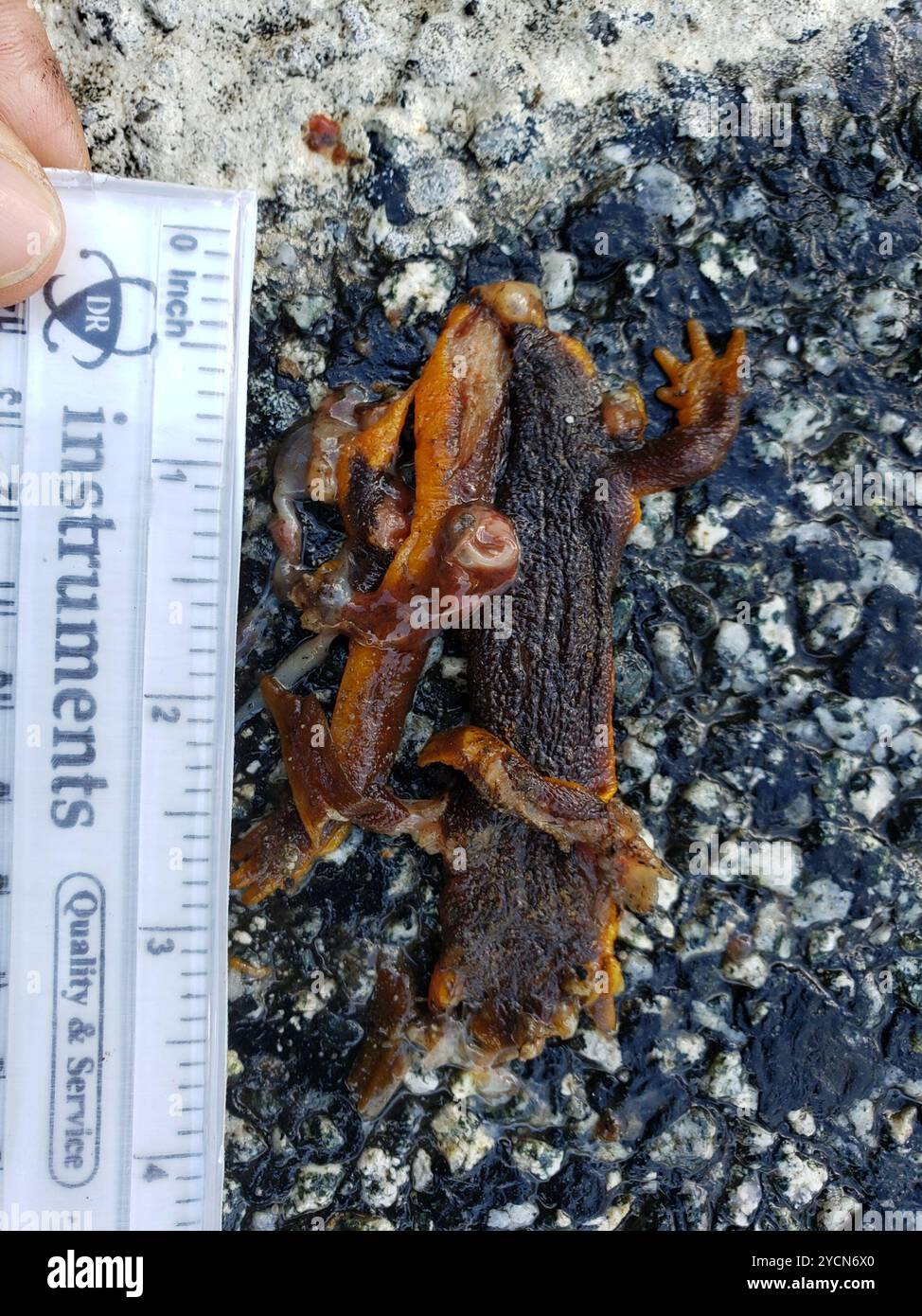 Pacific Newts (Taricha) Amphibia Stock Photo - Alamy