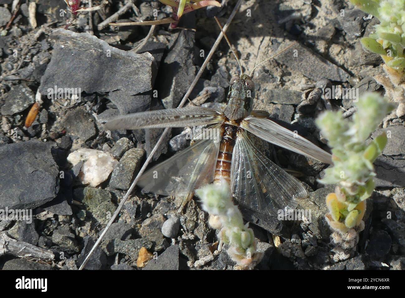 Migratory Grasshopper (Melanoplus sanguinipes) Insecta Stock Photo - Alamy