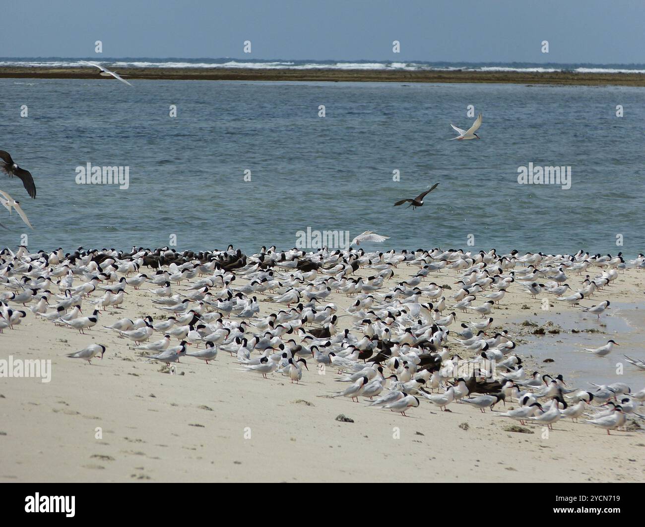 Lesser Noddy (Anous tenuirostris) Aves Stock Photo - Alamy