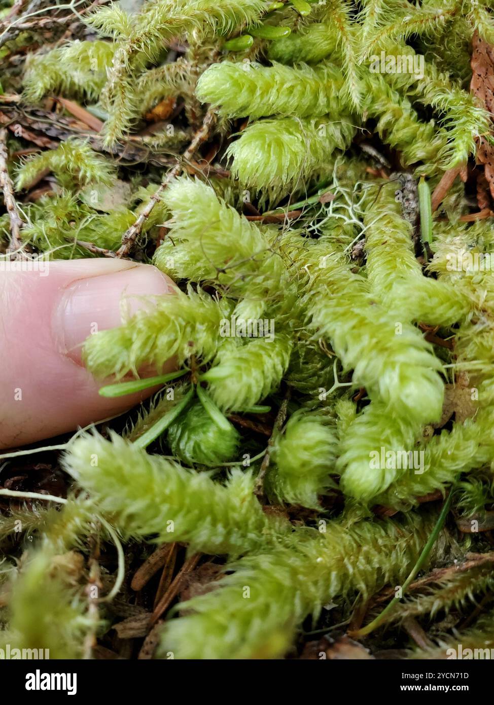 Pipecleaner Moss (Rhytidiopsis robusta) Plantae Stock Photo - Alamy