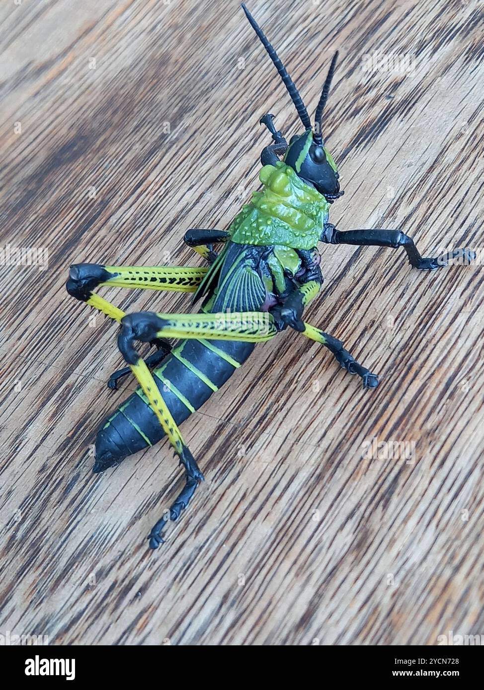 Leprous Milkweed Locust (Phymateus leprosus) Insecta Stock Photo - Alamy