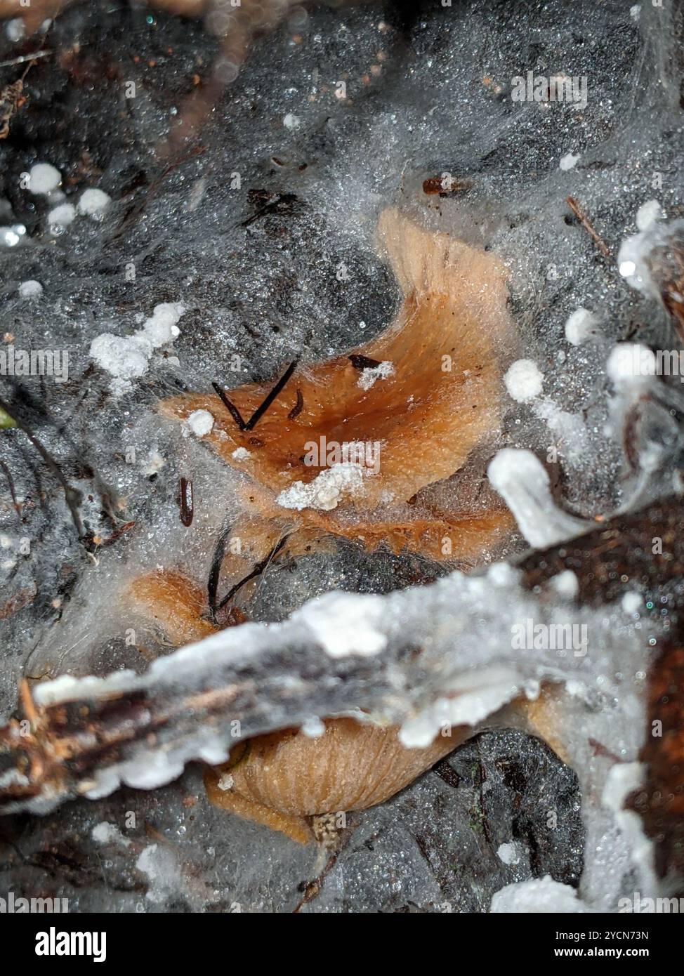 (Hypomyces microspermus) Fungi Stock Photo - Alamy