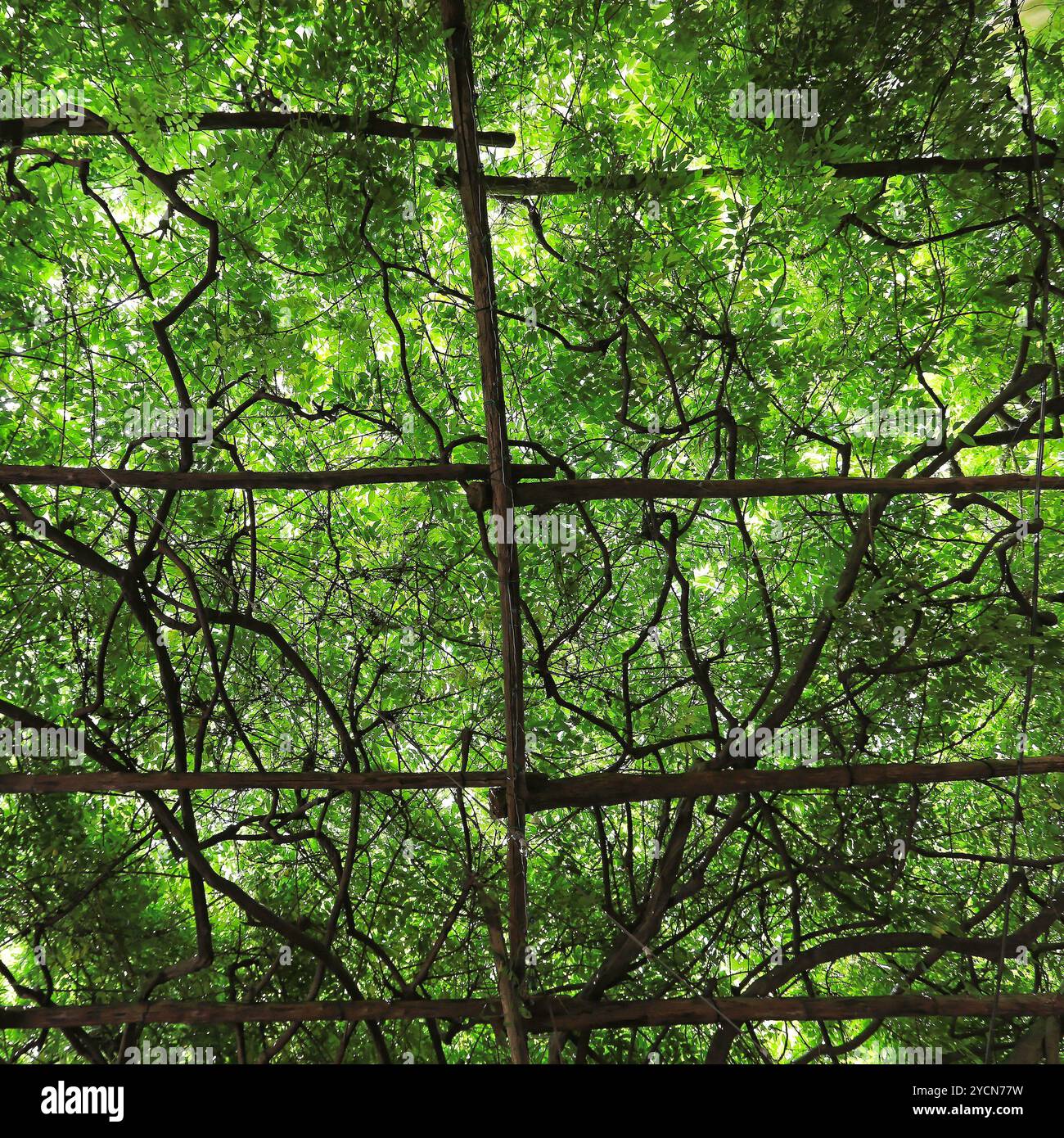 Overhead trellis for plants hi-res stock photography and images - Alamy