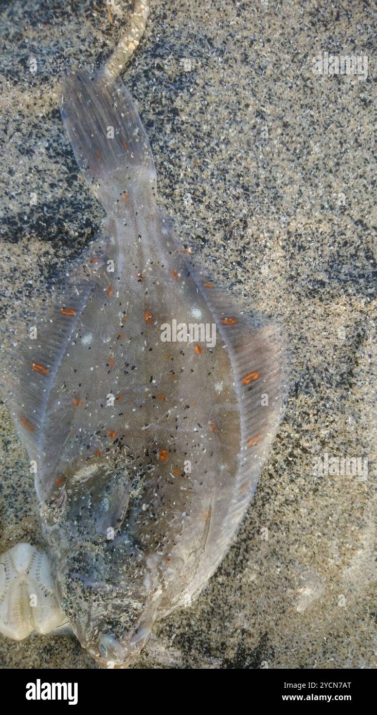 European Plaice (Pleuronectes platessa) Actinopterygii Stock Photo - Alamy
