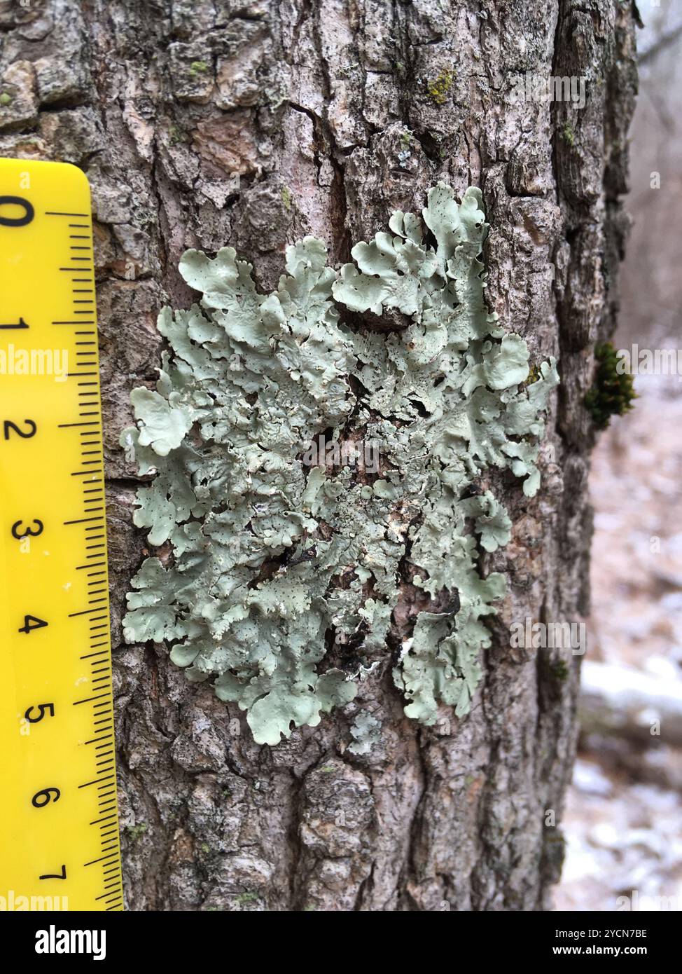 common greenshield lichen (Flavoparmelia caperata) Fungi Stock Photo ...