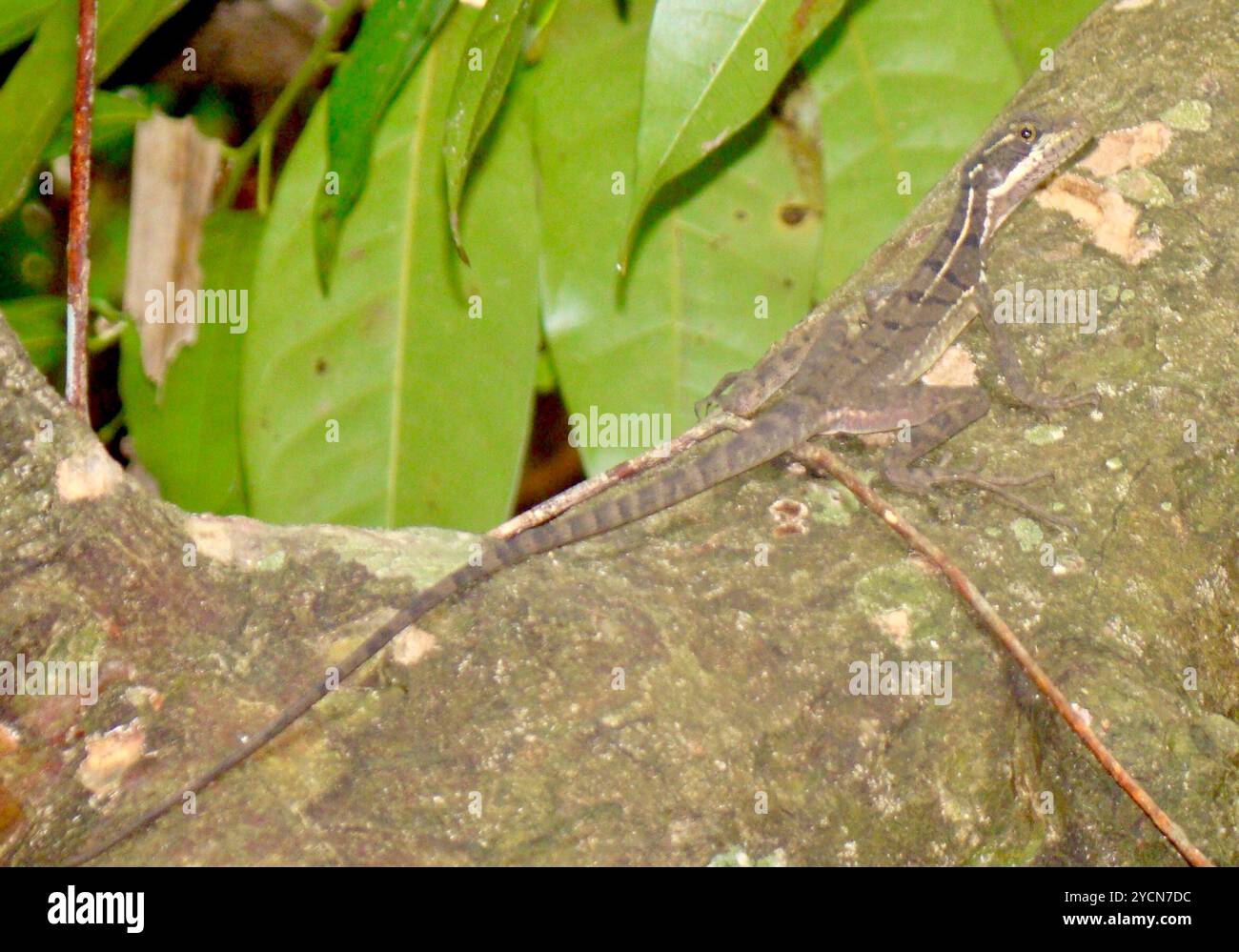 Common Basilisk (Basiliscus basiliscus) Reptilia Stock Photo - Alamy