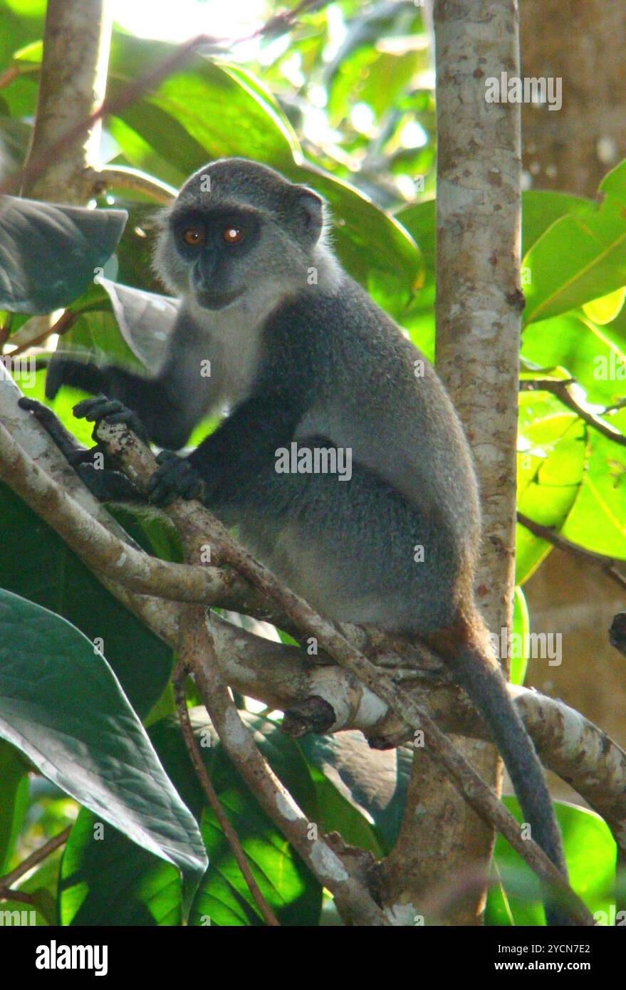Sykes' Monkey (Cercopithecus mitis albogularis) Mammalia Stock Photo ...