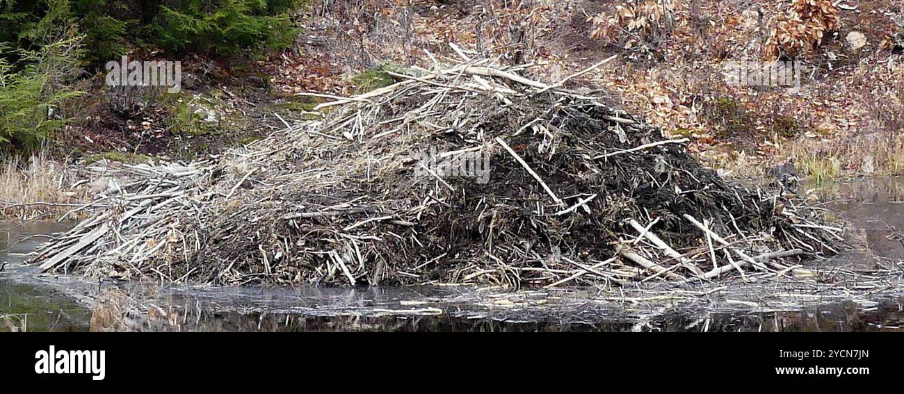 American Beaver (Castor canadensis) Mammalia Stock Photo - Alamy