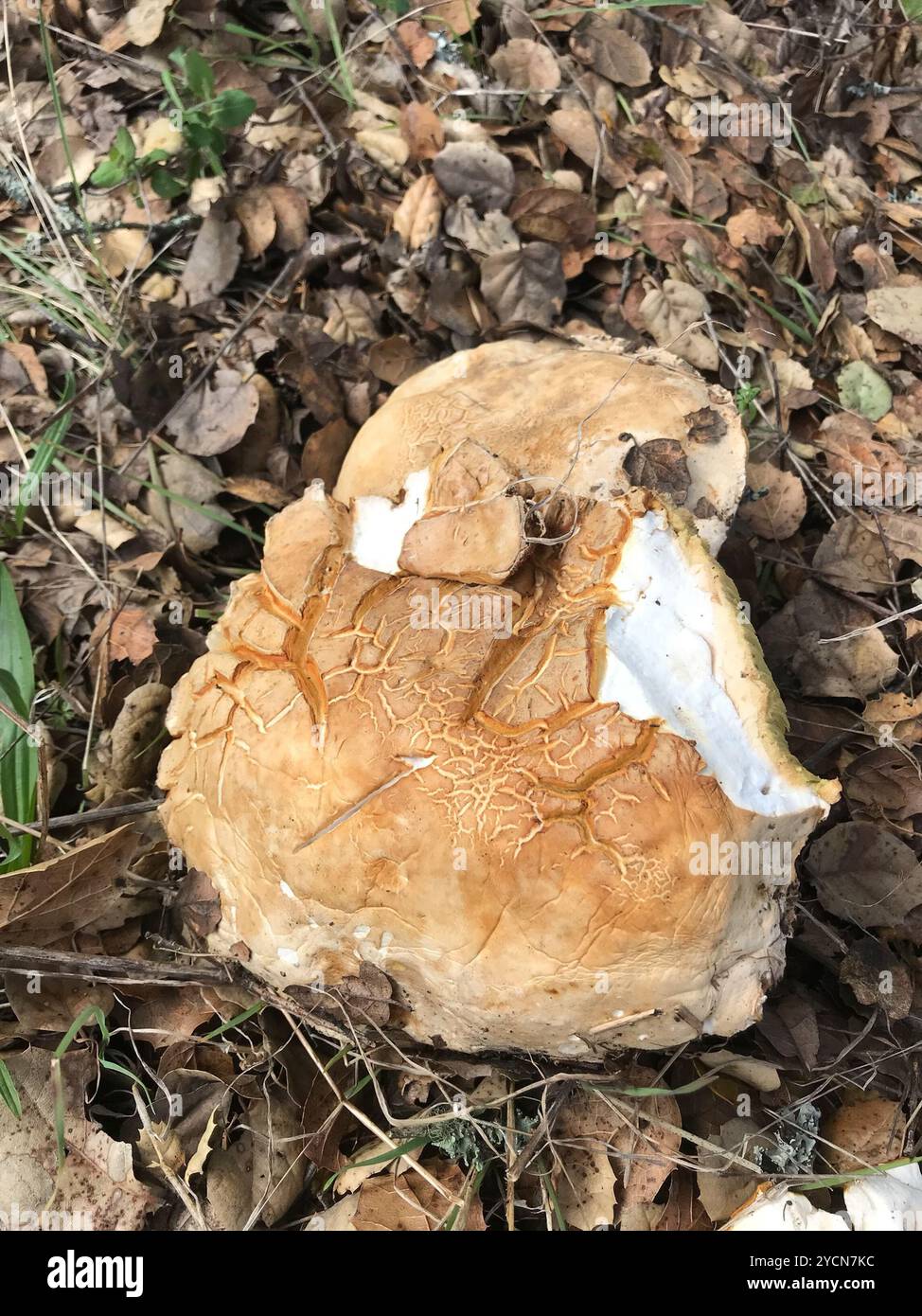Barrow's Bolete (Boletus barrowsii) Fungi Stock Photo - Alamy
