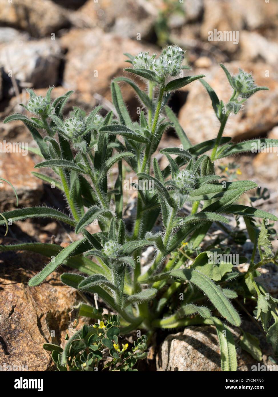 bearded cryptantha (Cryptantha barbigera) Plantae Stock Photo - Alamy